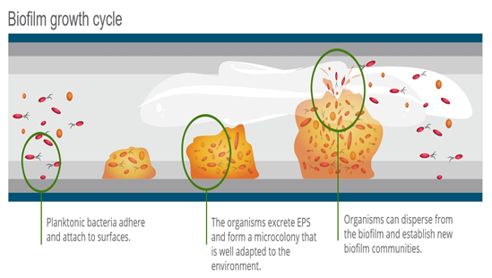 Biofilm and why we should talk about it | Ecolab